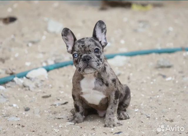 Француз мерле с разными глазками