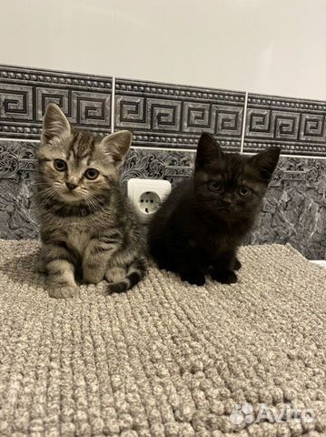 Британские котята