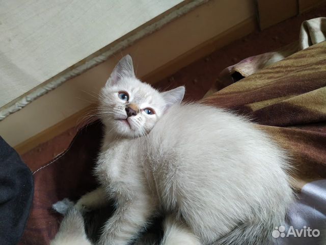 Невские Маскарадные котята