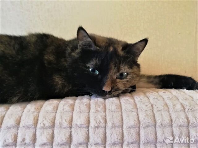 Петюня - кошка с изюменкой