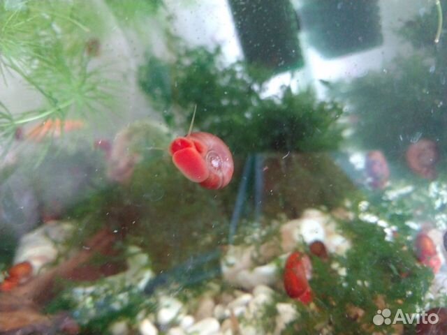 Улитки катушки красные