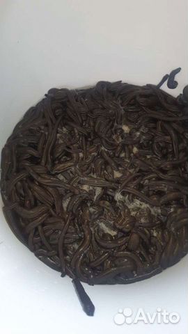 Продам пиявки