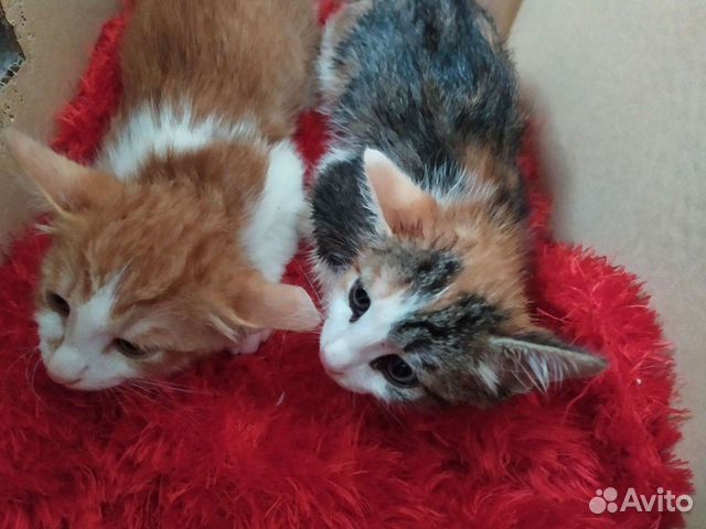 Котята в добрые руки бесплатно
