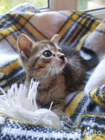 Котята 7 недель