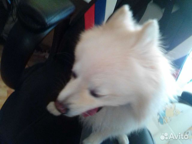 Ищем сучку для вязки