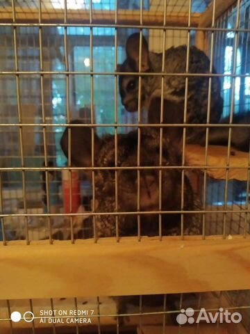 Шиншиллы с клеткой