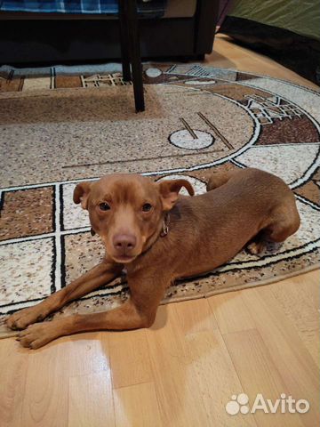 Левретка бесплатно