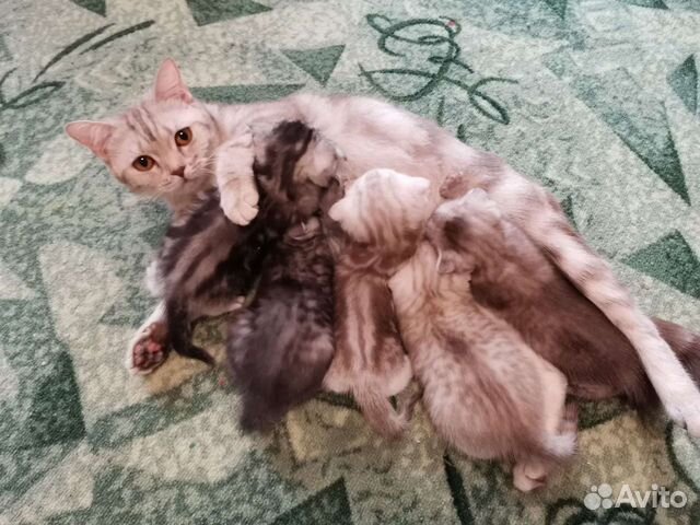 Шотландские котята