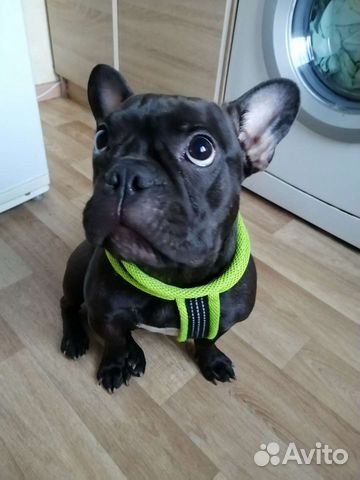 Французский бульдог