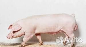 Отдам свиней породы Ландрас