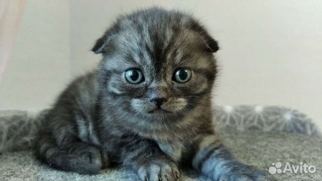 Шотландские вислоухие котята