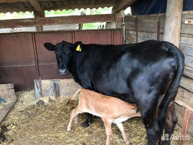 Продаётся телёнок, бычок 5 дней. 10 т