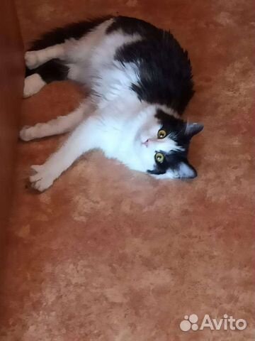 Добрый котик ищет дом