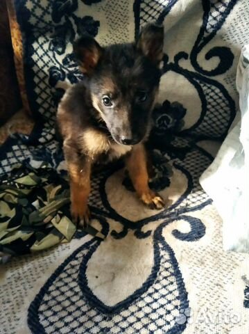 Метис немецкой овчарки