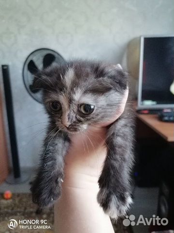 Продам Катенка