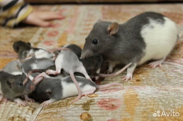 Бесплатно Крысята дамбо