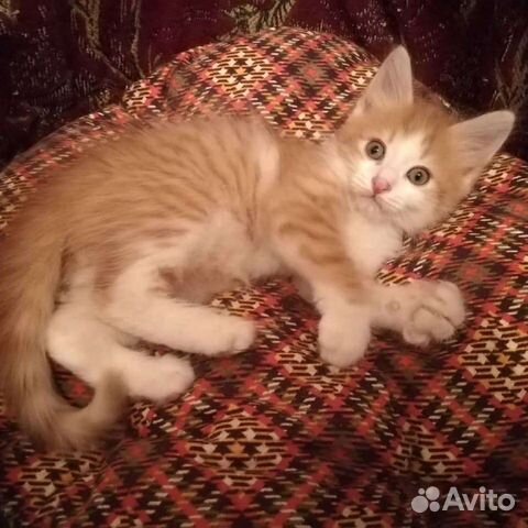 Котенок Персик