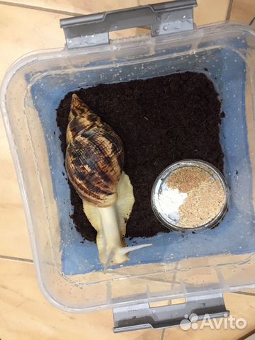 Улитка ахатина