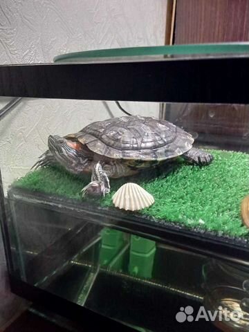 Черепаха