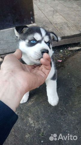 Хаски мальчик щенок