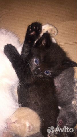 Прелестная кошечка в дар