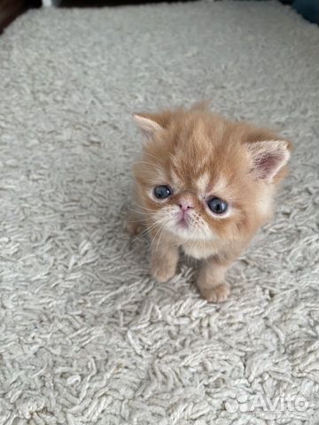 Экзотические котята