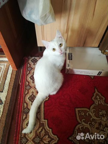 Снежочек в добрые руки