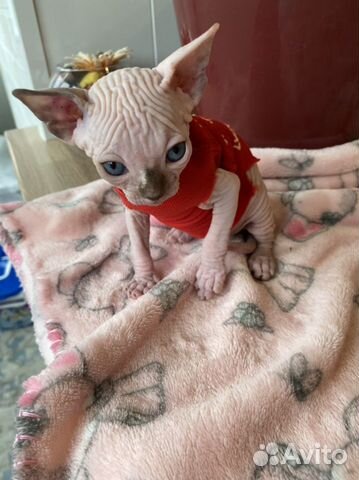 Канадский сфинкс