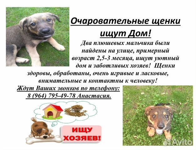 Щенки идут дом