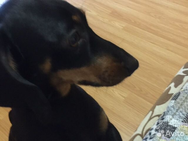 Домашние животные собаки