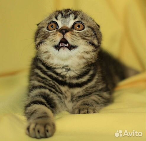 Плюшевый мишка