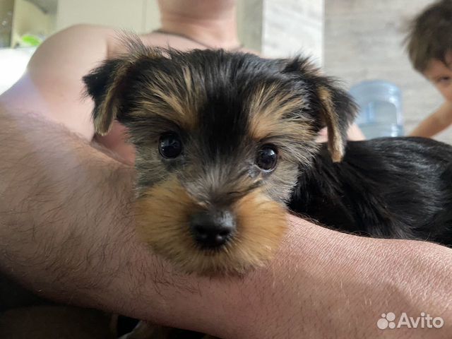 Йоркширский терьер милая девочка