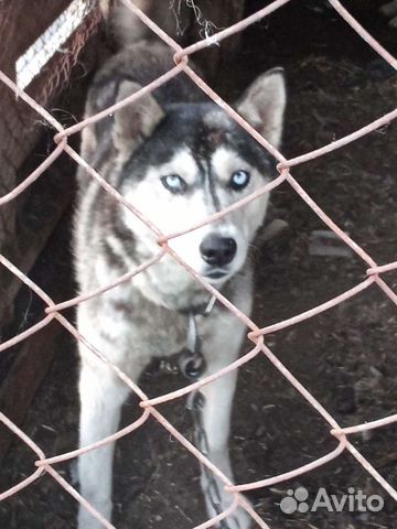 Обмен Сибирский хаски