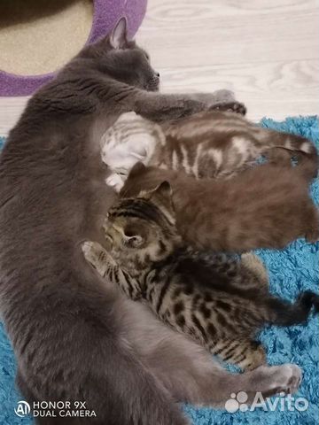 Британка с шотландским