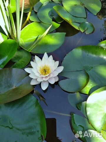 Нимфея (водяная лилия)