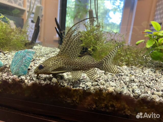 Синодонтис - сом перевертыш