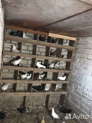 Продажа николаевских голубей