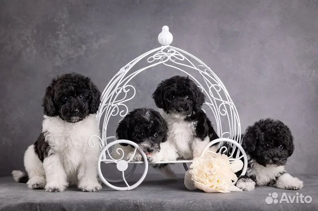 Щенки той-пудель арлекин