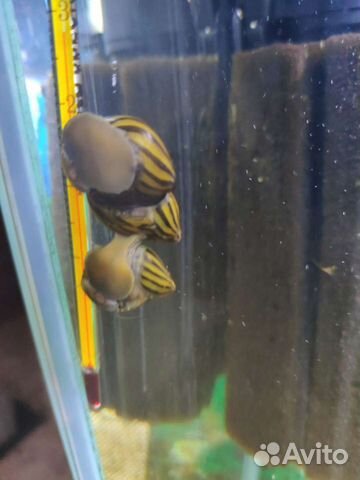 Улитка неретина зебра 3шт