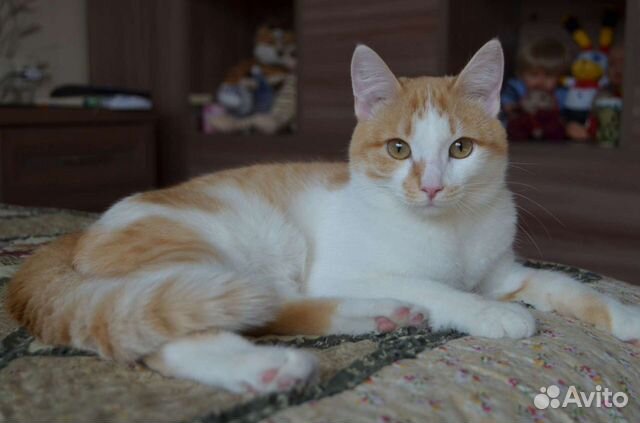 Отдам даром котика подростка