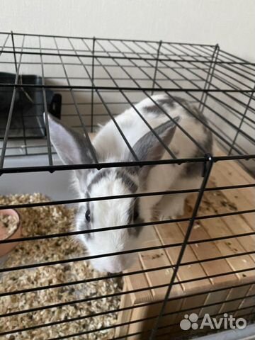 Кролик в хорошие руки