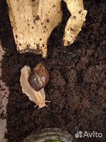 Улитки ахатины