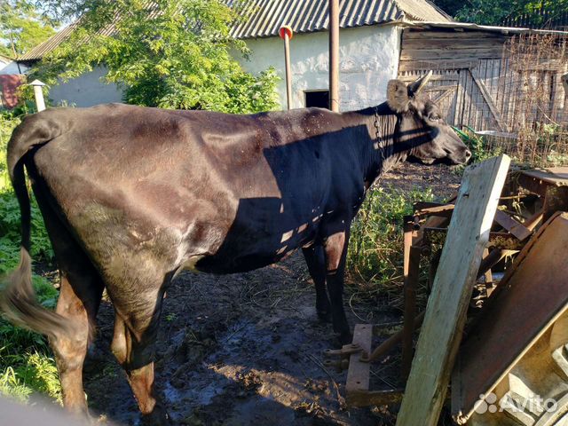 Корова, телочка