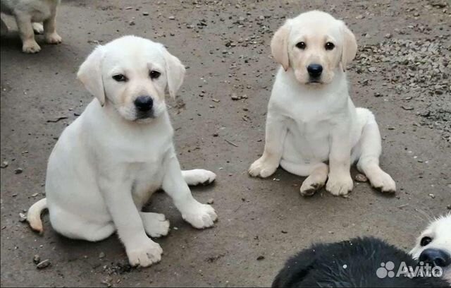 Продаю Щенков