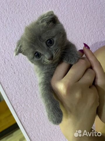 Кошечка