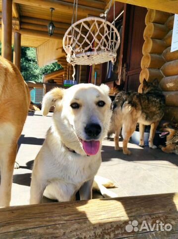 Метис лабрадора и корги в дар