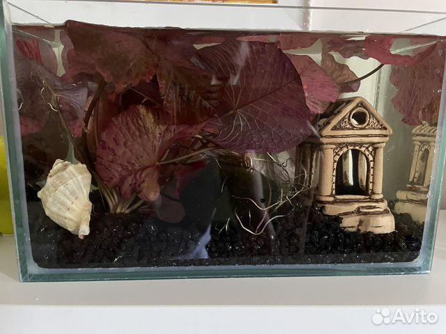 Нимфея тигровая