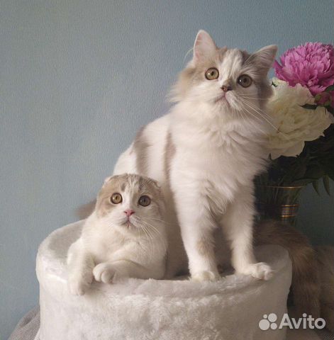 Шотландские кошечки