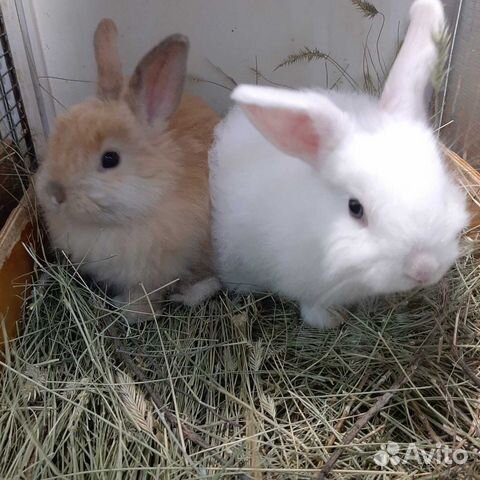 Кролик + корм в подарок