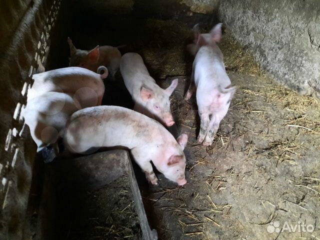 Поросята ландрас